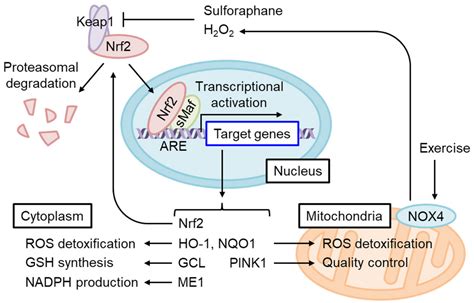 Biomolecules Free Full Text Mitochondrial Reactive Oxygen Species Insulin Resistance And