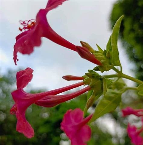 ဘာသာပြန်၊ သုတ၊ ရသ