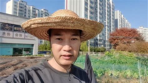 배추 이상태로 김장 할수 있을까요 Youtube