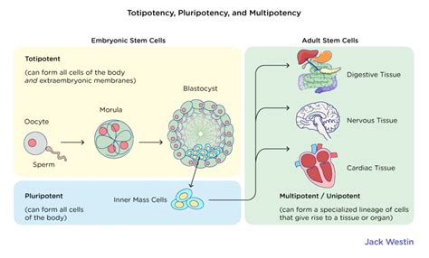 Stem Cells Recombinant Dna And Biotechnology Mcat Content