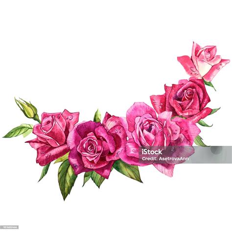 장미 수채화 요소를 설정 합니다 컬렉션 정원 분홍색 꽃 잎 가지입니다 흰색 배경에 고립 된 식물원 그림입니다 장미 꽃 봉 오리입니다 0명에 대한 스톡 벡터 아트 및 기타