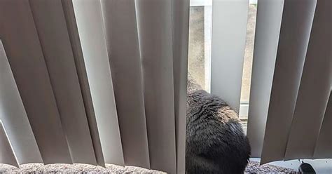 My Apartment Complex Just Banned Bird Feeders Because They Claimed They