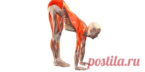 Стречинг самые лучшие упражнения на растяжку мышц для любого Полезные советы Постила