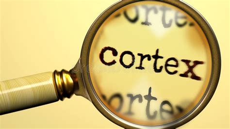 Cortex Under Magnifying Glass Thorough Analysis And Inspection Of Cortex Stock Illustration