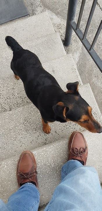 საქათმეში შეპარულა მელა Youtube