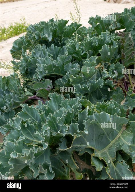 Sea Kale Crambe Maritima Growing On A Beach St Marys Isles Of