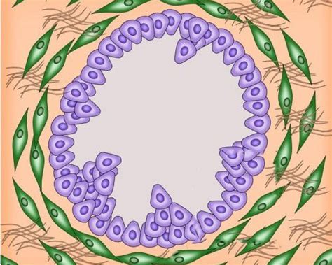 Modeling The Tumor Micro Environment In The Lab Worldmedicinefoundation