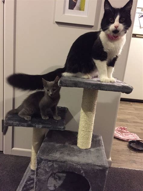 Household Hierarchy Cat Pics Cats And Kittens Cat Photo