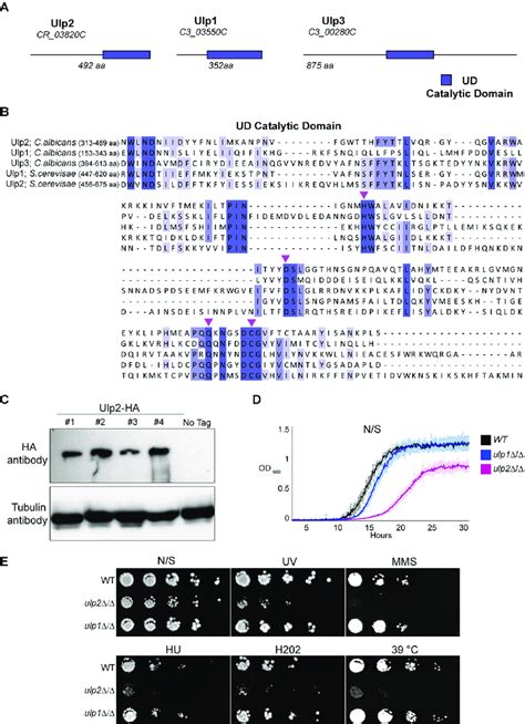 Ulp2 Is Necessary For Survival Under Stress A Schematic Download Scientific Diagram
