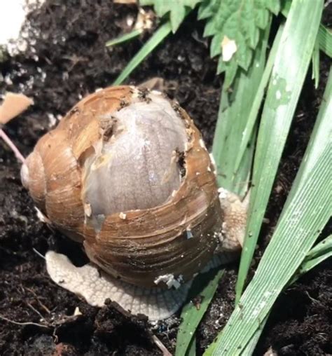 Can This Snail Survive R Snails