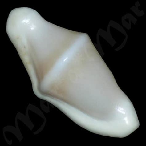 Cyphoma Macumba Petuch 1979 Mar A Mar