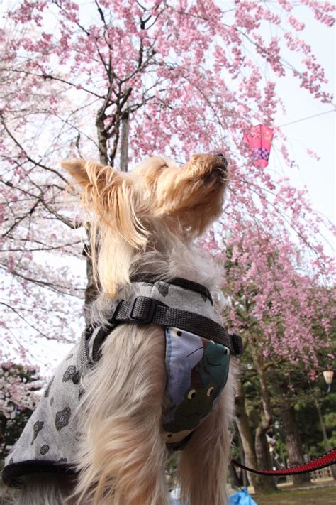 狛ってます GANREF