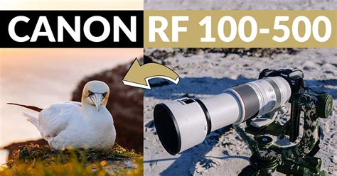 Canon Rf 100 500 Mm F45 71l Is Usm Test W Ptasim Raju