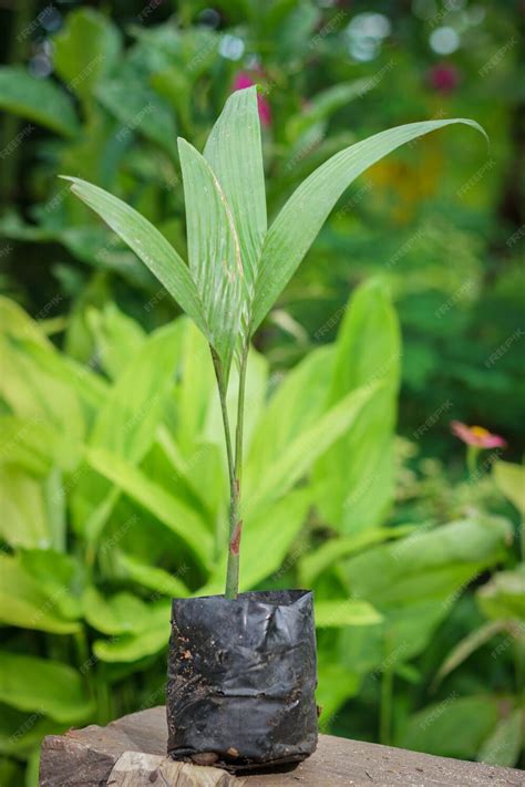 Plante Darec Culture De Noix Darec Graines De Plantes Darec Dans Le