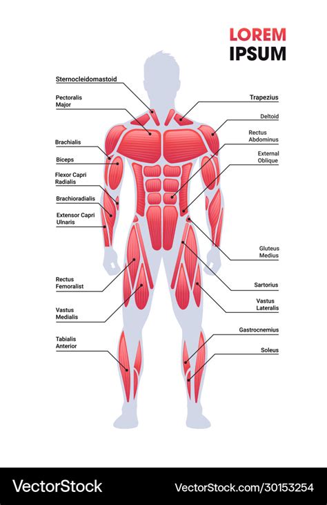 Structural Makeup Of The Human Body Saubhaya Makeup