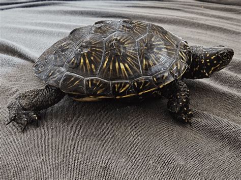 Eye Membrane Rturtle