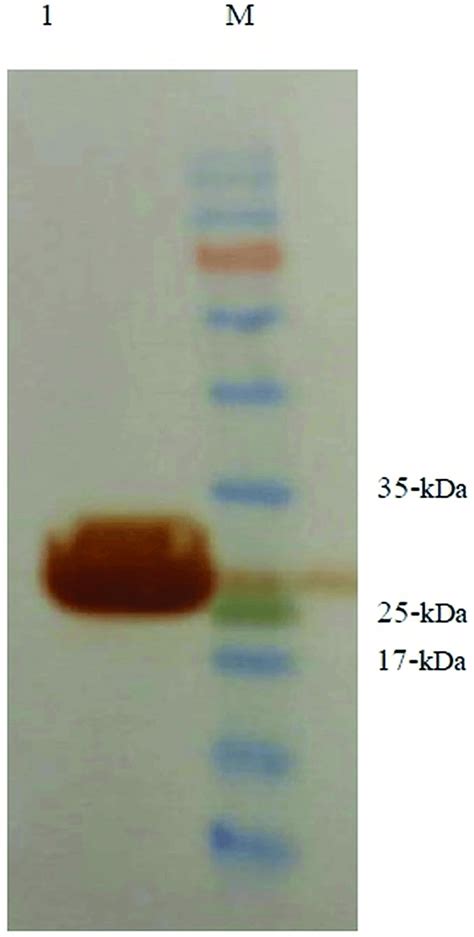 Western Blot Analysis Of Recombinant Protein Lane M Protein Ladder