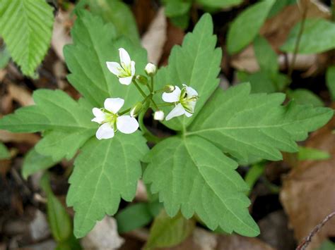Two Leaf Toothwort Photos Diagrams And Topos Summitpost