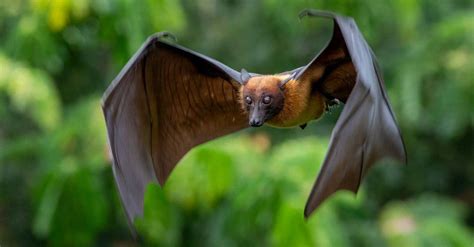 Are Bats Mammals A Z Animals