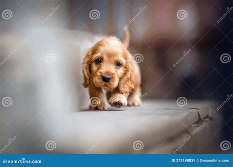 English Cocker Spaniel Cute Ginger Puppies Funny Photo Portrait Stock