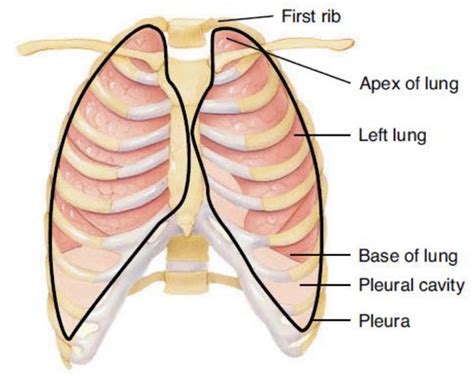 347 Week 7 Oxygenation And Perfusion Flashcards Quizlet