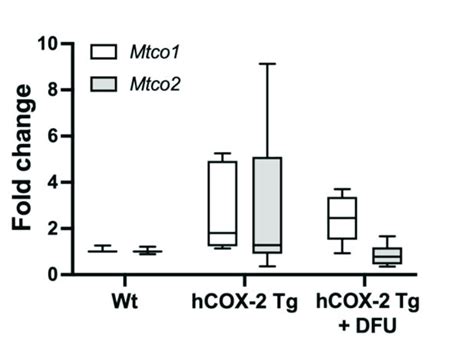 Gene Expression Of Complex Iv Subunits Is Not Modified In Hcox 2 Tg Download Scientific Diagram