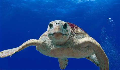 ⊛ Tartaruga Caretta Caretta Caretta ⊛ Caratteristiche Habitat Ciclo