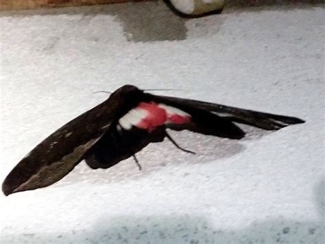 Phyllodes Verhuelli A Photo On Flickriver