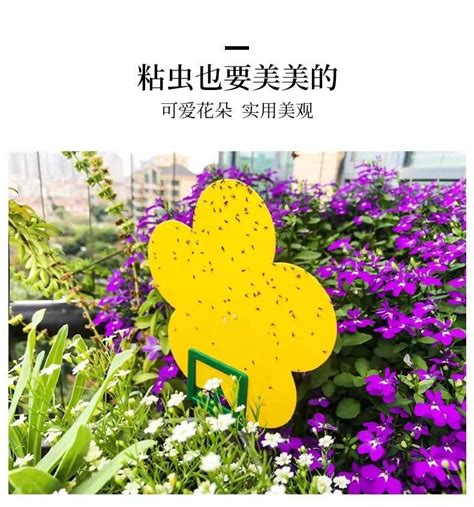 跨境异形粘虫黄板双面粘虫板诱虫板插地果蝇小黑飞蓟马果园粘虫纸 阿里巴巴