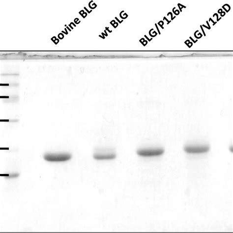Sdspage Analysis Of The Purified Mutant Blgs The Mutant Blgs Wt Download Scientific Diagram