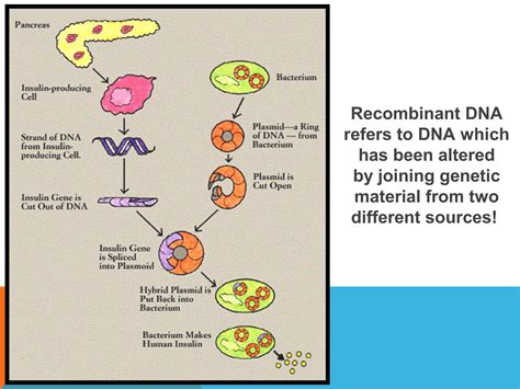Dna 9th Grade PPT