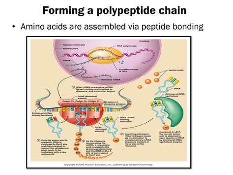 Ppt From Genes To Proteins Powerpoint Presentation Free Download