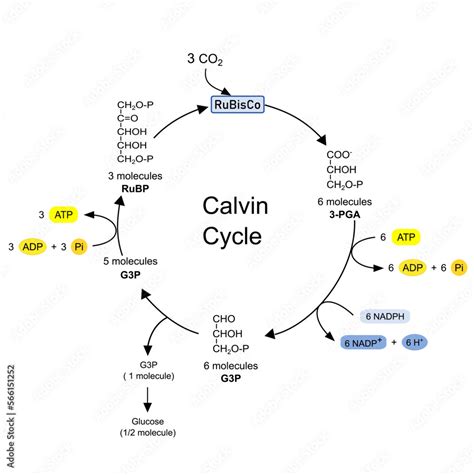 Photosynthesis Calvin Cycle