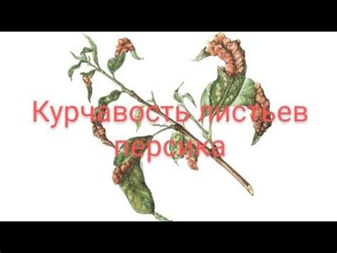Болезни персика. Лечение курчавости персика. Препарат Делан как метод ...