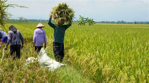 Indonesia Swasembada Pangan 2027 Yakin Bisa Bisnis