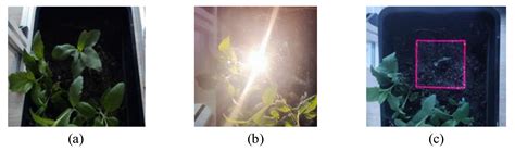 Yolov7 Based Intelligent Weed Detection And Laser Weeding System