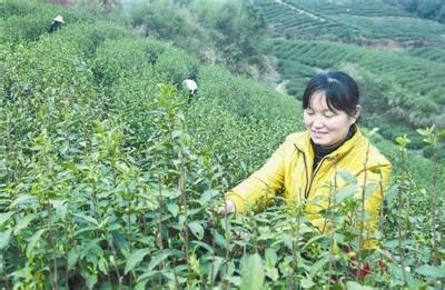 廬山雲霧茶開摘 每日頭條