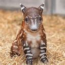 Files Inconsistent Confirm Syslab Tapir Gitlab