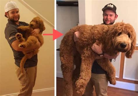 大きくなりましたゴールデンドゥードルの子犬の成長が 想像をはるかに超えてきた Σ ﾟДﾟ PECOペコ