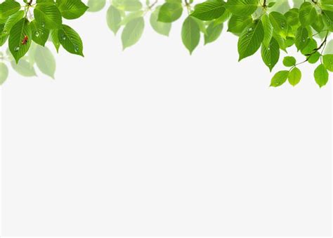 짙푸르다 나뭇잎 배경 소재 일러스트 Png 연노랑색이다 나뭇잎이 소재 배경 이미지 벡터 Psd 파일 Pngtree 나뭇잎 배경 나무 그리는 법