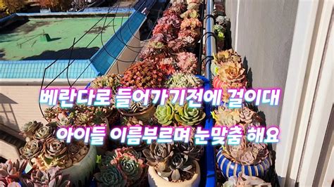 베란다 안으로 들어가기 전에 걸이대아이들 이름부르며 눈맞춤 해요다육이 난간다육이 실외기위다육 걸이대다육이 키스미 수연 취미생활다육 Youtube