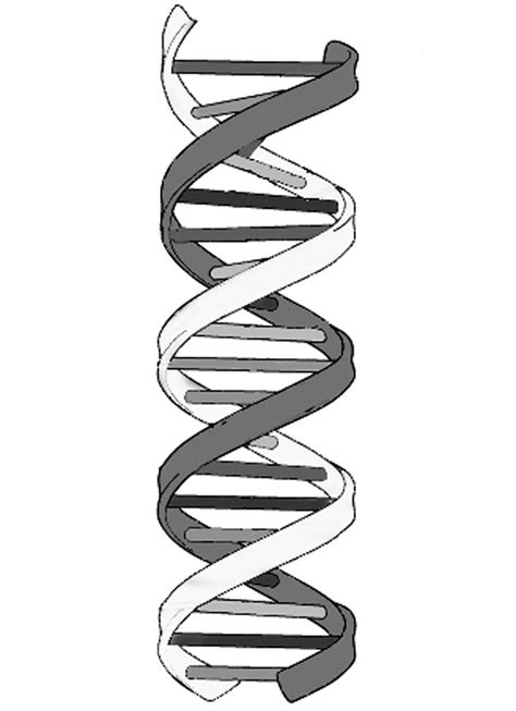 How To Draw Dna Double Helix Structure Yahaira Aldridge