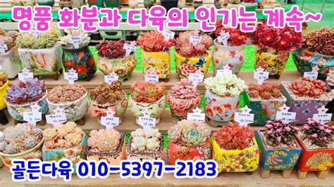 240417📍골든다육 아마조네스 먼로철화 제스타철화 핑크마녀 줄리아나 핑크베라금 엔젤윙 파피스로즈 빌게이츠 Youtube