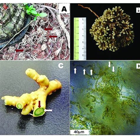 Coralloid Roots Of Cycas Fairylakea A Growing Apogeotropically At Download Scientific