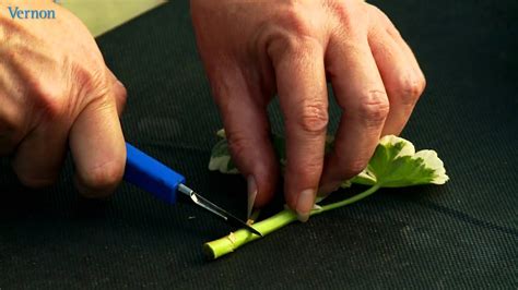 How To Take Geranium Cuttings Youtube