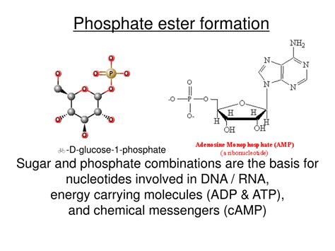 Ppt Phosphate Ester Formation Powerpoint Presentation Free Download Id 9434910
