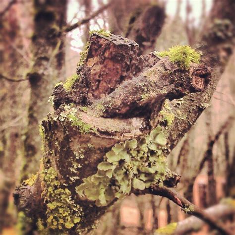 Дерево на Поляне сказок в Ялте #ялта #крым #музей #поляна … | Flickr