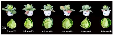 Horticulturae Free Full Text Exploring Effects Of Exogenous