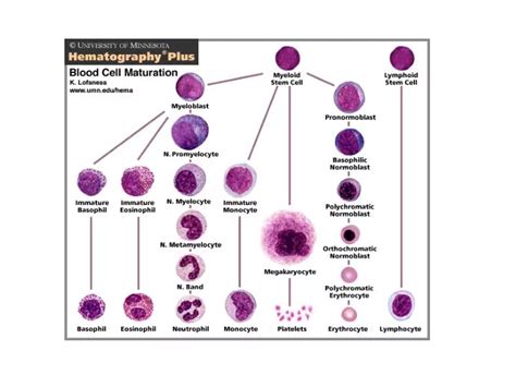 PPT Granulopoiesis PowerPoint Presentation Free Download ID