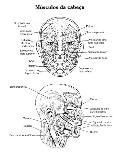 Atlas Do Corpo Humano Desenhos E Imagens Dos Sistemas Músculos